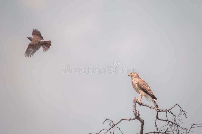 Broad-winged Hawk (Buteo Platypterus) Stock Image - Image of animal ...