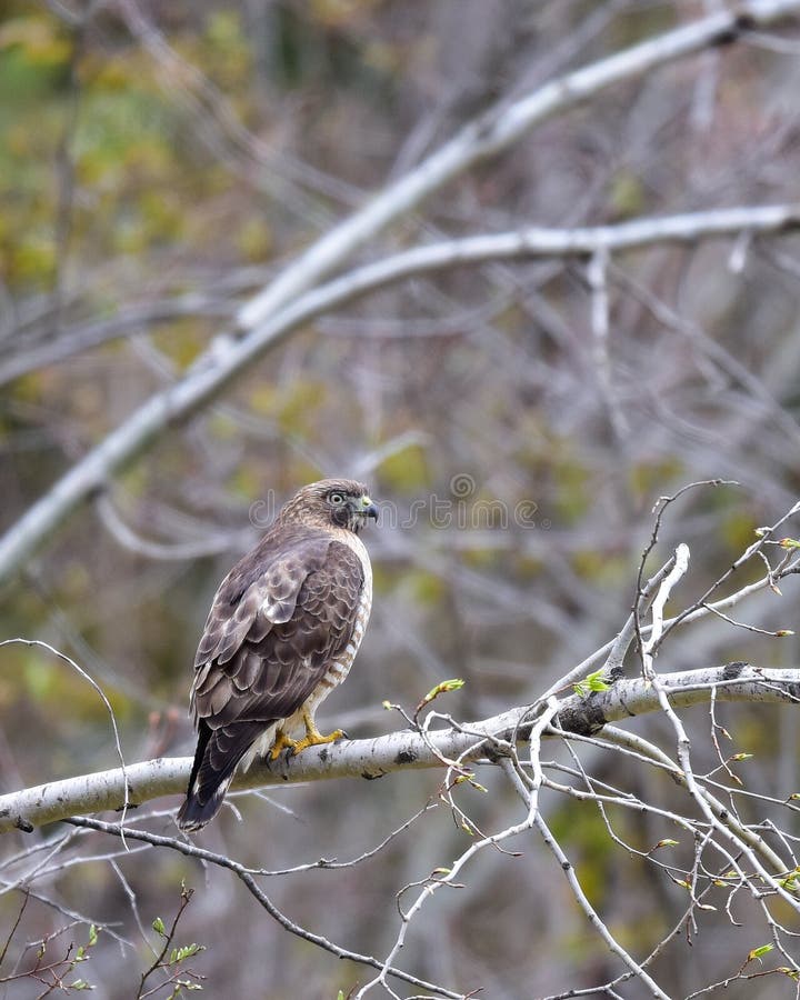 Broad-winged hawk stock photo. Image of perched, platypterus - 92271468