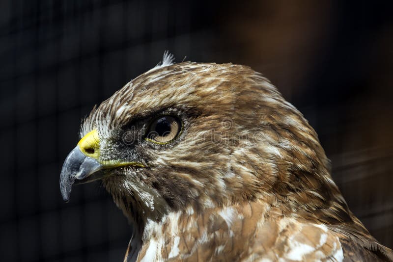 Broad-winged Hawk With Ruffled Feathers Stock Image - Image of critter ...