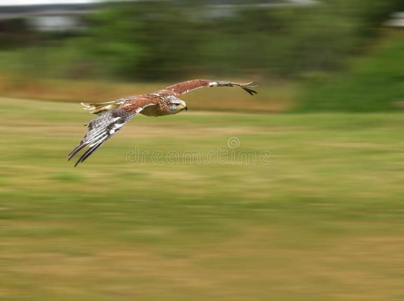 Broad-winged Hawk In Flight Stock Photo - Image of platypterus, winged ...