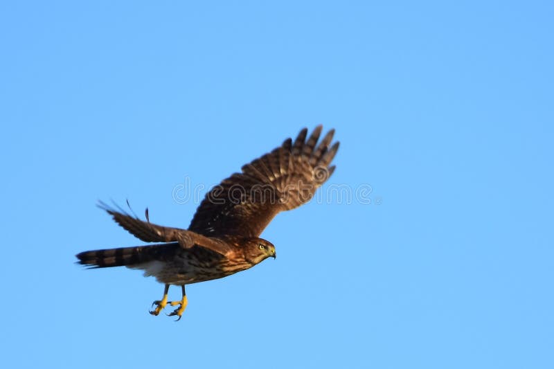 Broad-winged Hawk In Flight Stock Photo - Image of platypterus, winged ...