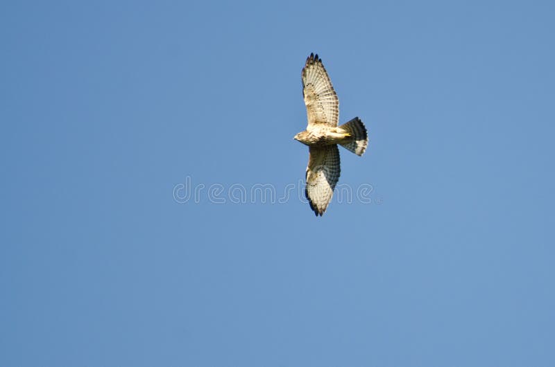 Broad-Winged Hawk Flying in a Blue Sky Stock Photo - Image of circling ...