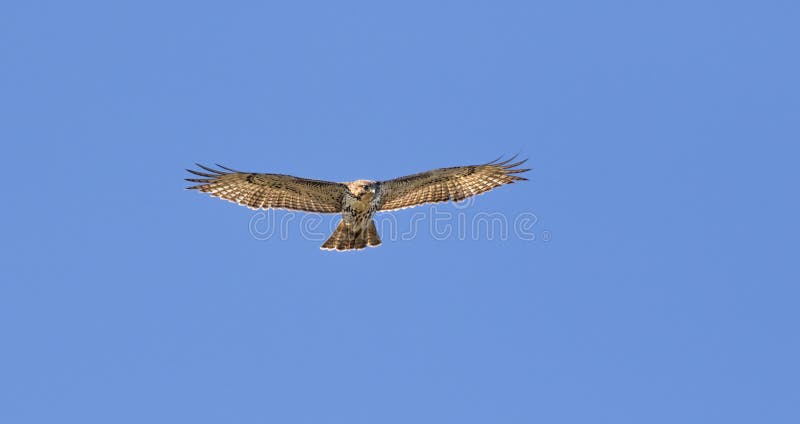 The Broad-winged Hawk Flying in a Blue Sky Stock Image - Image of ...