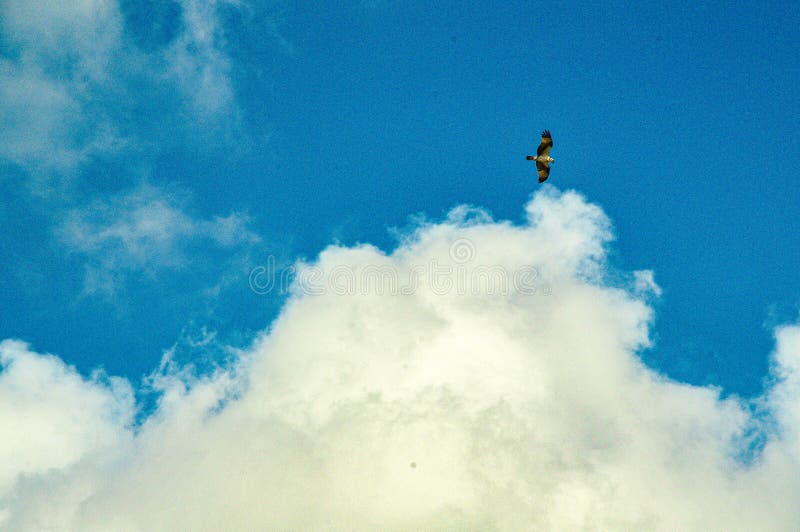 Broad-winged Hawk, Flying in a Tropical, Sky Stock Photo - Image of ...