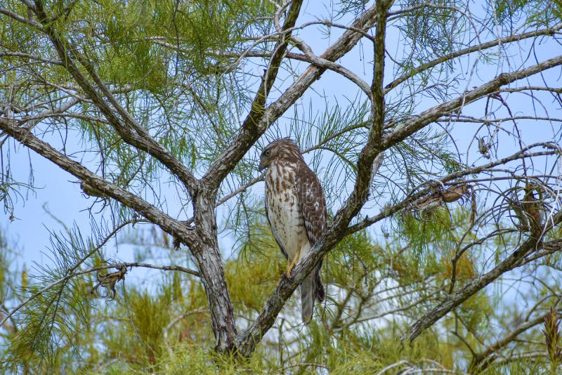 Broad-Winged Hawk Perched in a Tree in Big Cypress National Preserve ...