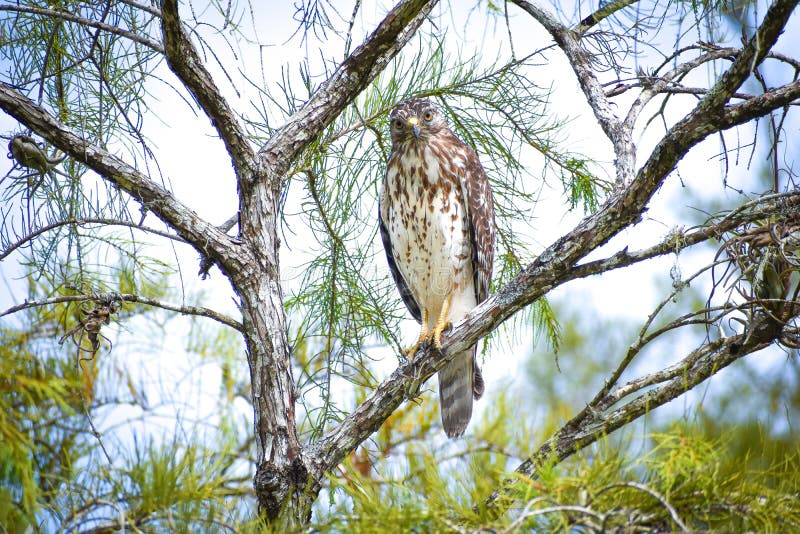 Broad-Winged Hawk Perched in a Tree in Big Cypress National Preserve ...