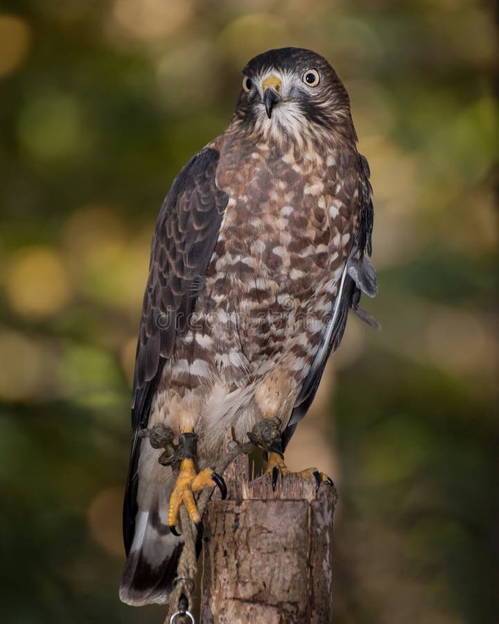 221 Broad Winged Hawk Stock Photos - Free & Royalty-Free Stock Photos ...