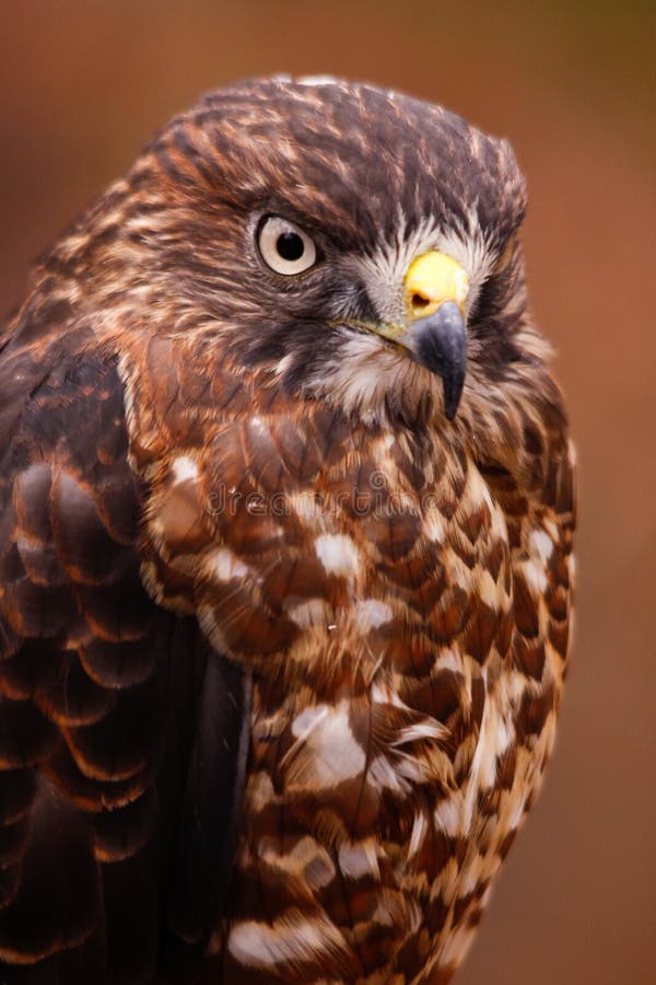 Broad-winged Hawk with Ruffled Feathers Stock Image - Image of prey ...