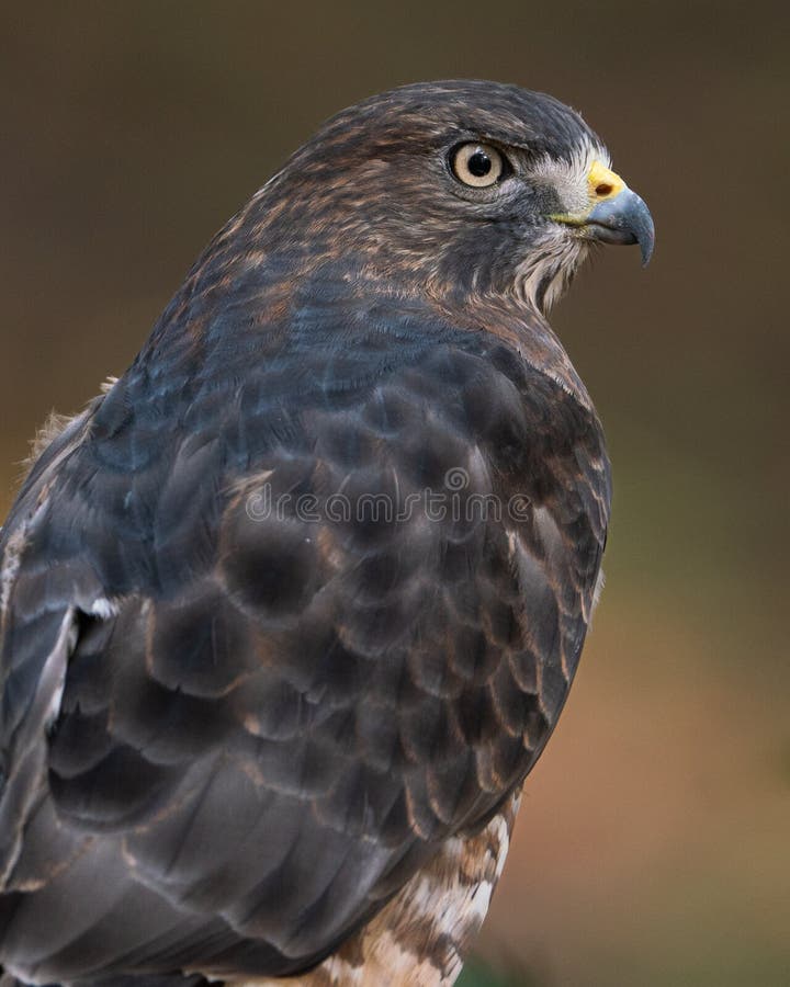 Broad Winged Hawk stock image. Image of springtime, broadwinged - 258711929