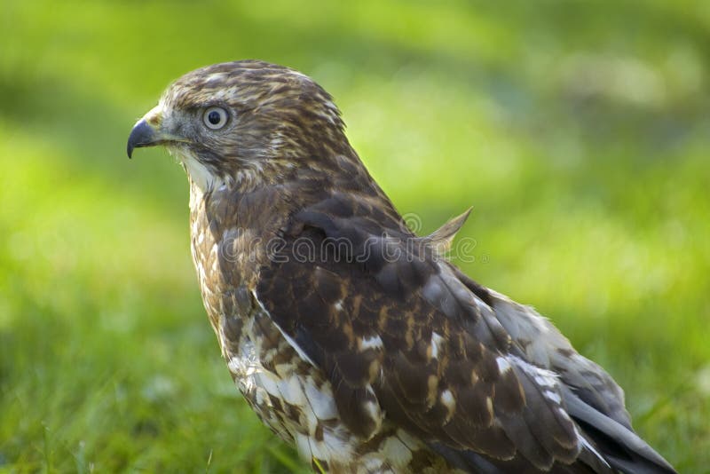 Broad Winged Hawk Profile Stock Photos - Free & Royalty-Free Stock ...