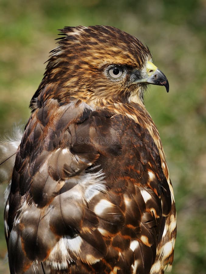 Broad-winged Hawk with Ruffled Feathers Stock Image - Image of prey ...