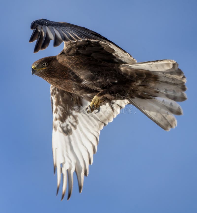 Broad-winged Hawk Soaring Gracefully in the Vast Blue Sky Stock Photo ...