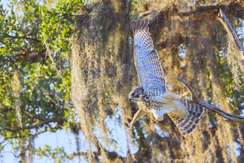 Broad-winged Hawk Taking Flight at Sunrise Stock Photo - Image of ...