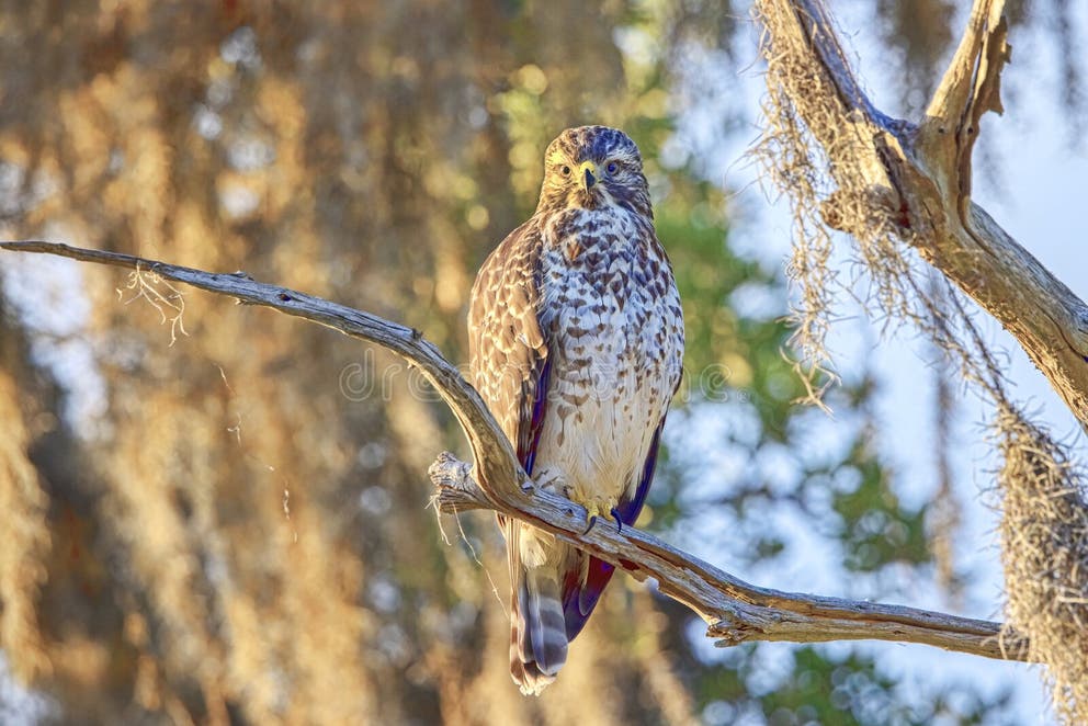 Broad-winged Hawk on a Tree at Sunrise Stock Photo - Image of ...