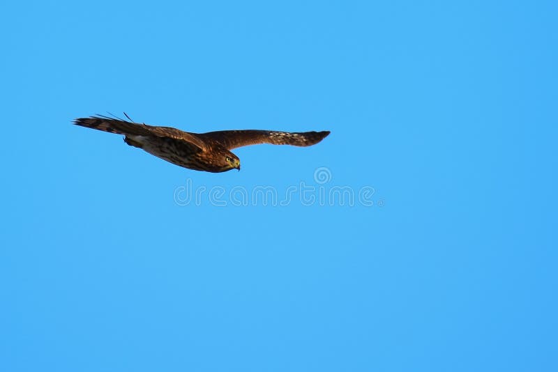 Broad-winged hawk stock photo. Image of flying, wild - 61230556
