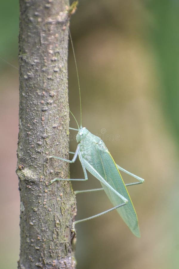 Broad-winged Katydid - Insects Stock Image - Image of common, broad ...