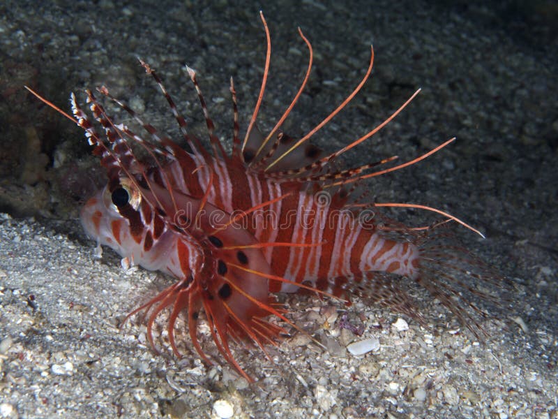 Broadbarred Firefish, Pterois Antennata Stock Image - Image of ...
