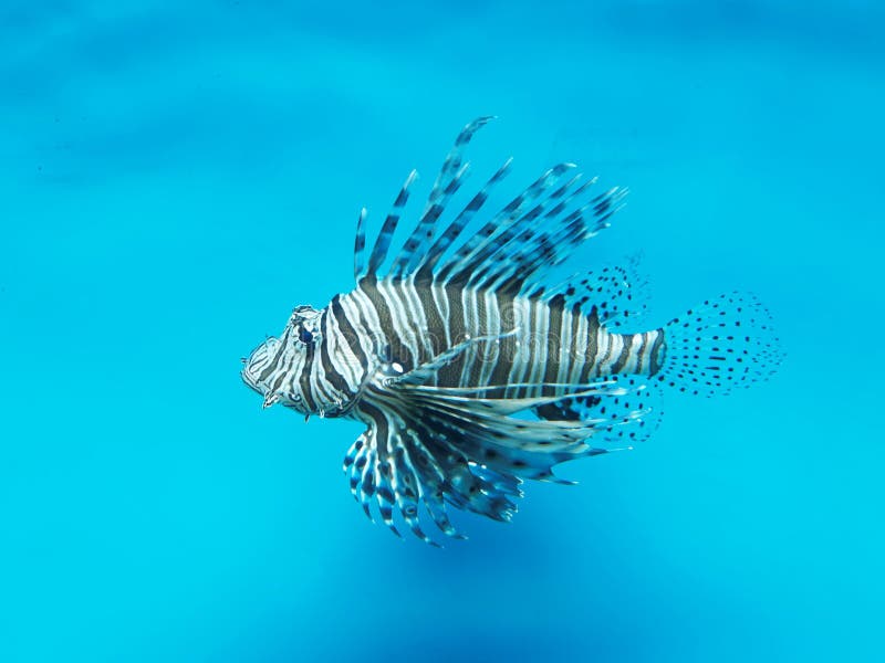 Broadbarred Firefish (Pterois Antennata) Stock Image - Image of ...