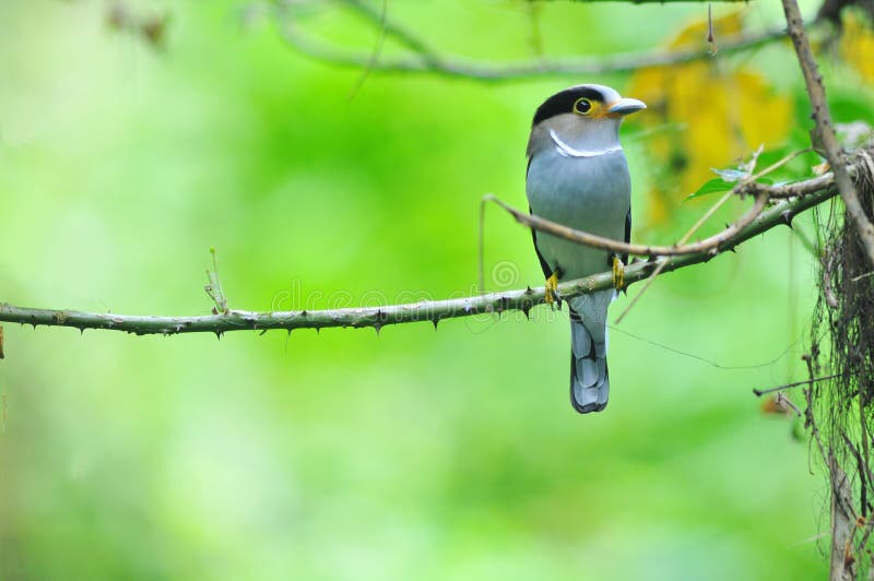 Broadbill Bird (Silver-breasted) Stock Photo - Image of fauna, silver ...