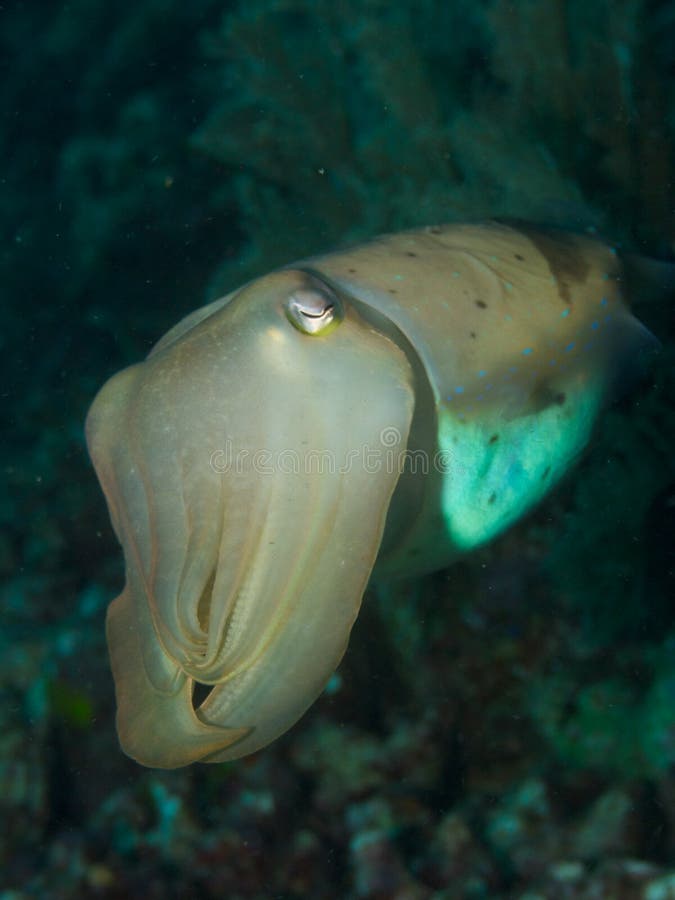 Cuttlefish stock image. Image of cephalopoda, class, arms - 578583