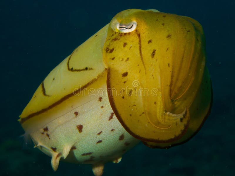 Golden Cuttlefish stock image. Image of scuba, sulawesi - 33093133