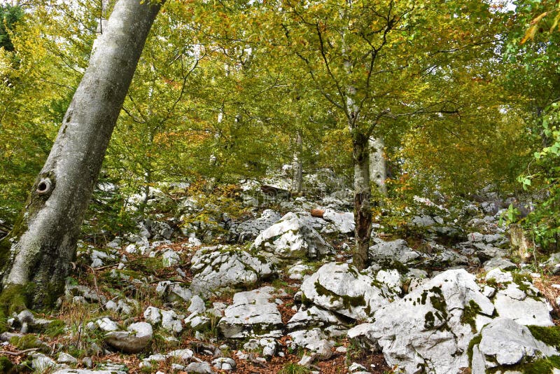 Broadleaf Beech Forest in Karst Terrain with Limestone Rocks Covering ...