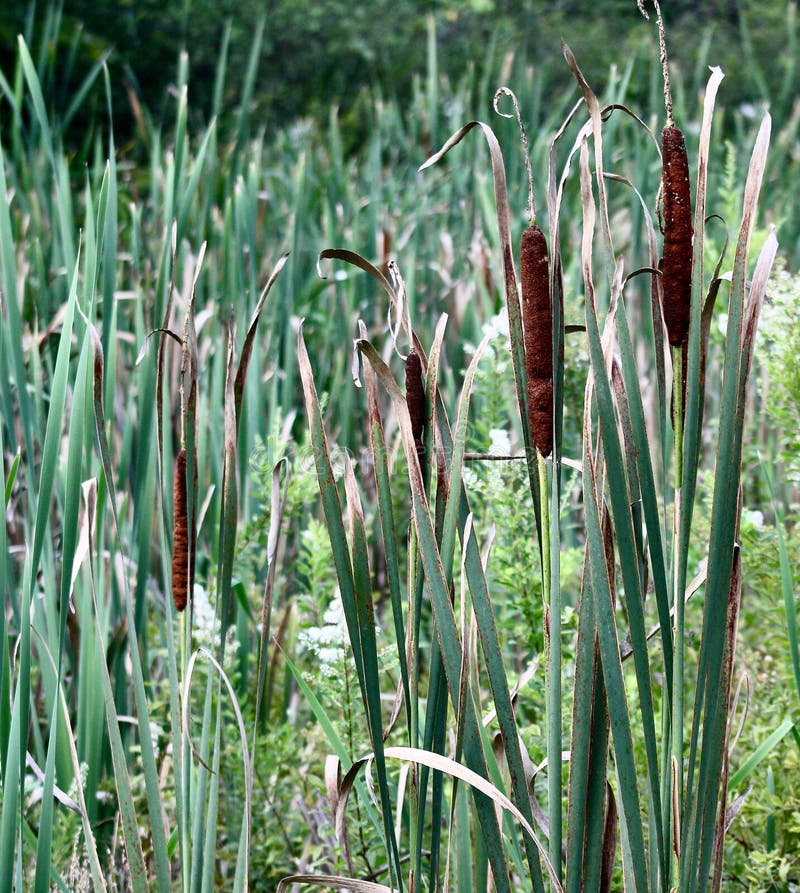Tall Broadleaf Cattail Along the Swamp Jenningsville Pennsylvania Stock ...