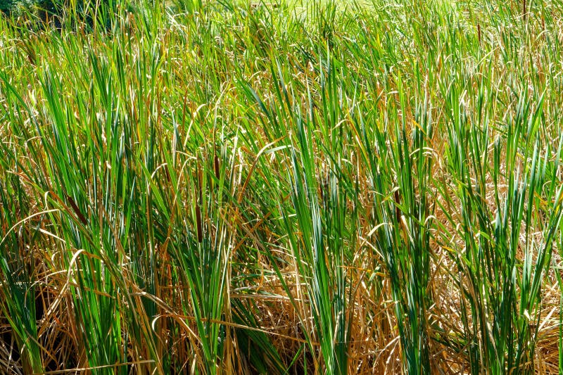 Broadleaf Cattail Leaves Close-up View with Selective Focus on ...