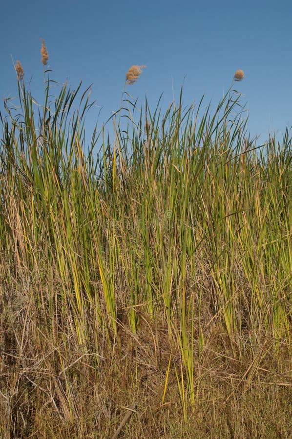 Broadleaf Cattails Typha Latifolia in a Lagoon. Stock Image - Image of ...