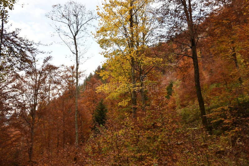 Broadleaf, Deciduous Forest in Autumn with a Lone Yellow Colored ...