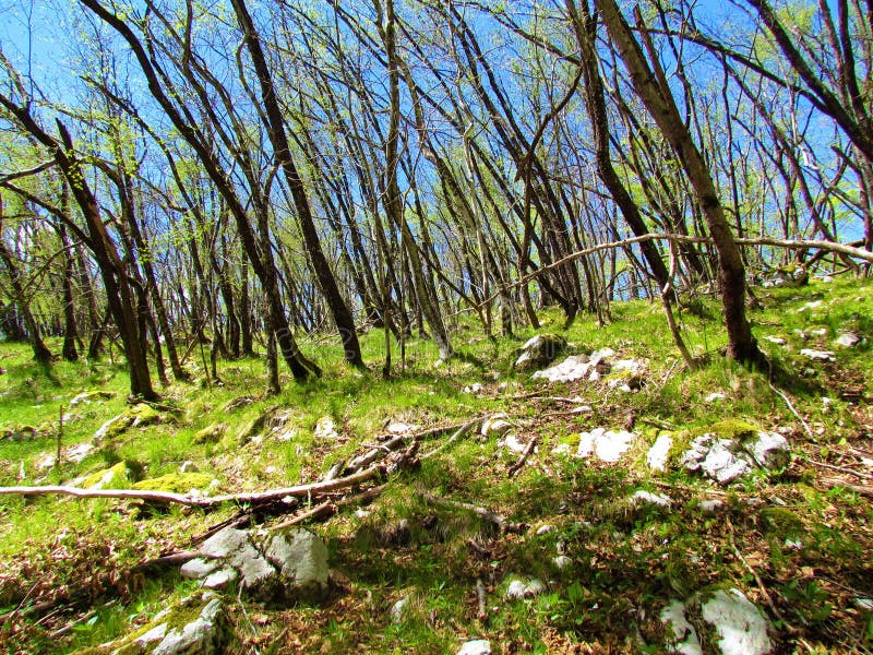 Broadleaf, Deciduous Mountain Hop Hornbeam Forest Stock Photo - Image ...