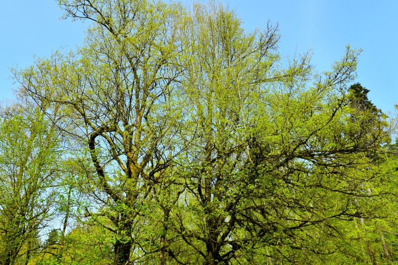 Deciduous Trees Covered in Lichens and Glowing with Pretty Red Orange ...