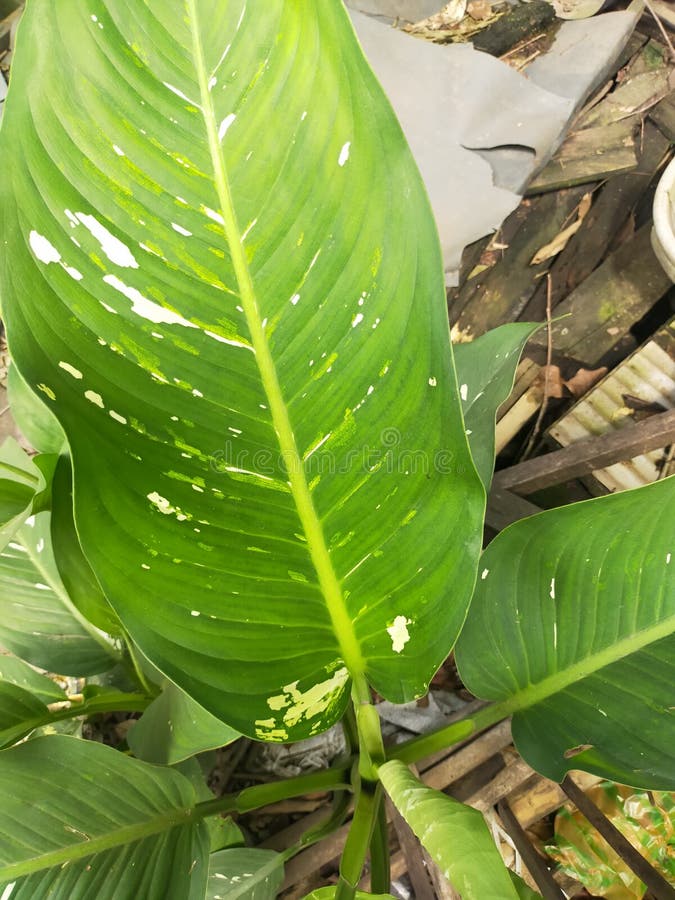 A Broadleaf Flower that Grows Beautifully in the Suburbs on a Rainy Day ...