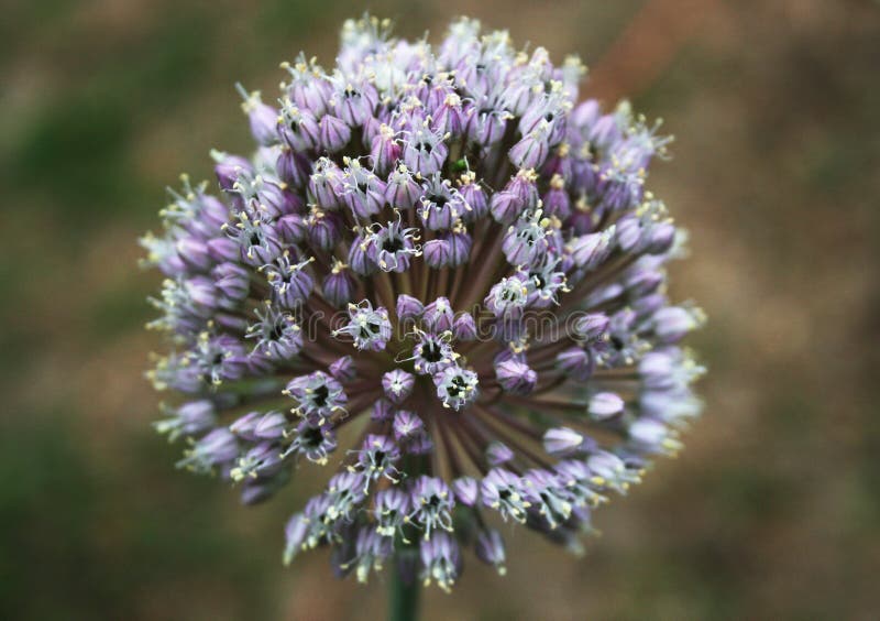 Broadleaf flowering leek stock photo. Image of states - 219970318