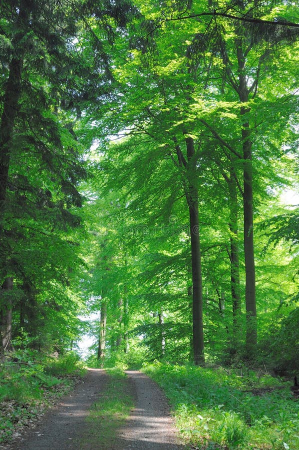 Broadleaf Forest - Tree Crowns at the Forest Edge Stock Image - Image ...