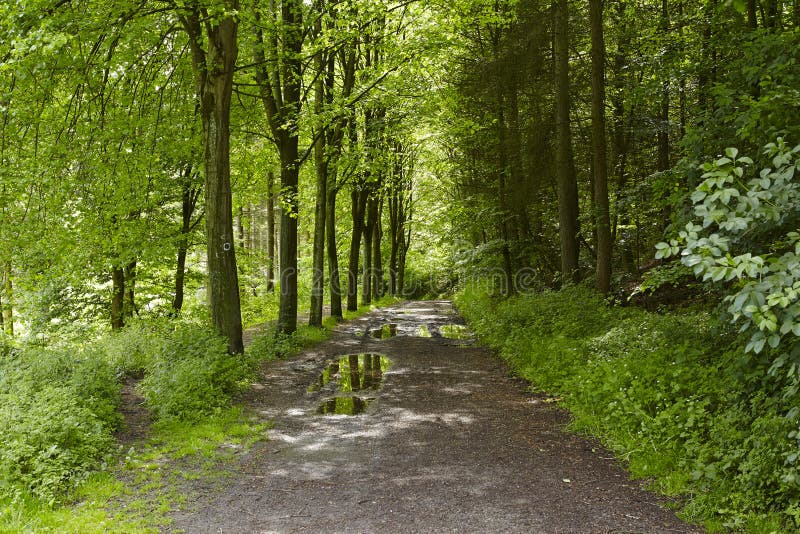 Broadleaf Forest - Pile of Tree Boles Stock Photo - Image of tree, wood ...