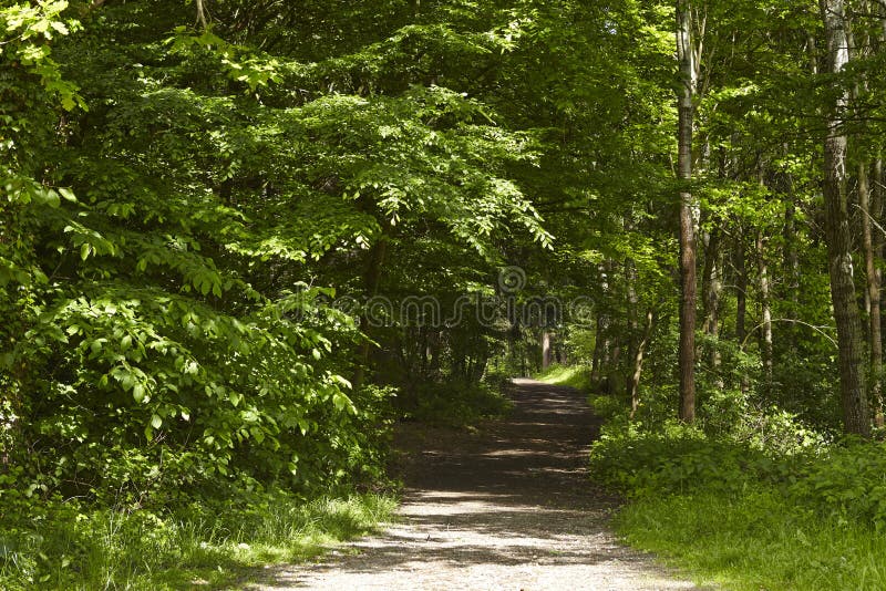 Broadleaf Forest - Pile of Tree Boles Stock Photo - Image of tree, wood ...