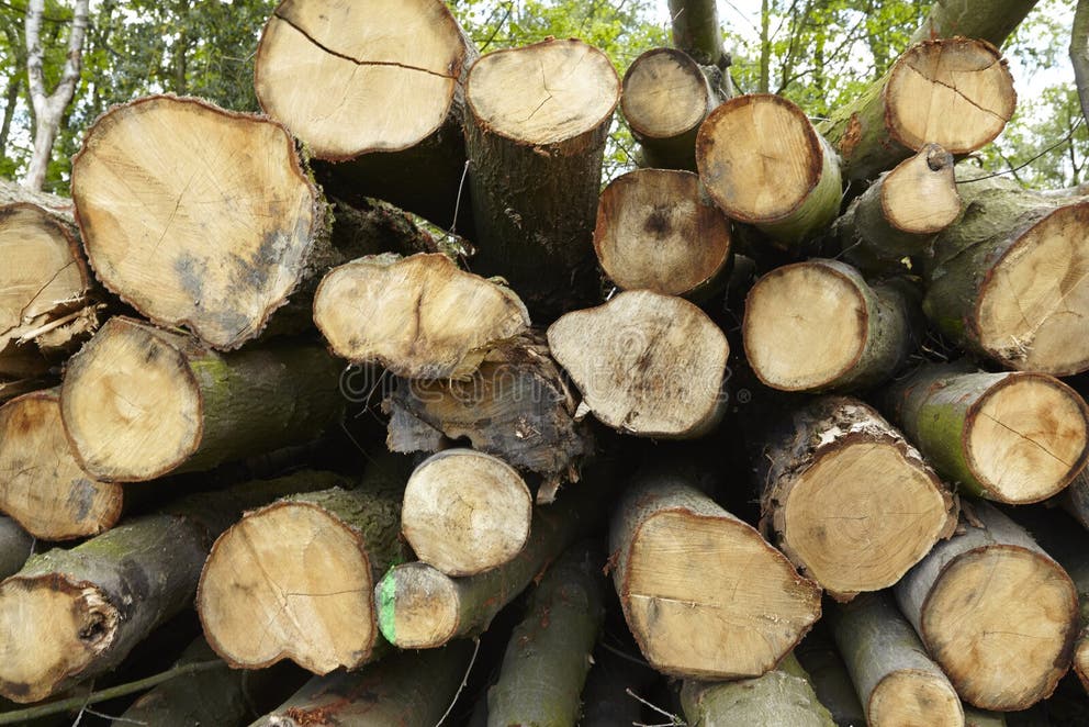 Broadleaf Forest - Pile of Tree Boles Stock Image - Image of logs, bole ...