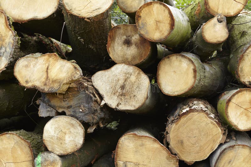 Broadleaf Forest - Pile of Tree Boles Stock Photo - Image of tree, wood ...