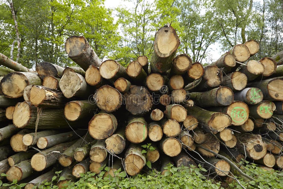 Broadleaf Forest - Pile of Tree Boles Stock Photo - Image of bole ...