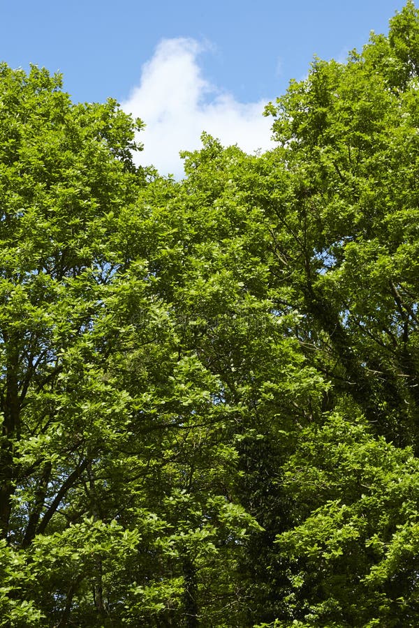 Broadleaf Forest - Tree Crowns at the Forest Edge Stock Image - Image ...