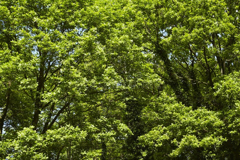 Broadleaf Forest - Tree Crowns at the Forest Edge Stock Image - Image ...