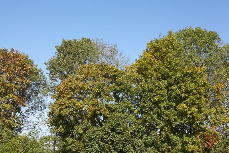 Broadleaf Forest - Pile of Tree Boles Stock Photo - Image of tree, wood ...