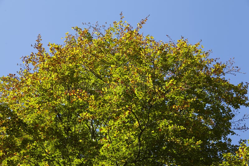 Broadleaf Forest - Pile of Tree Boles Stock Photo - Image of tree, wood ...