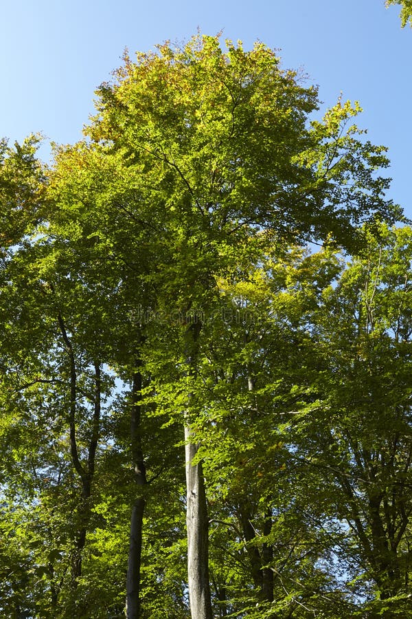 Broadleaf Forest - Pile of Tree Boles Stock Photo - Image of tree, wood ...