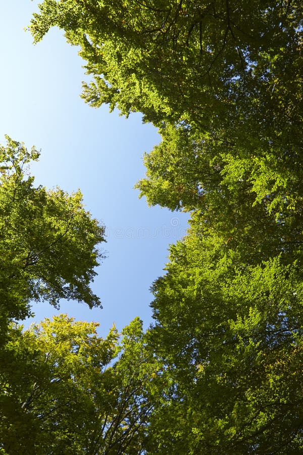 Broadleaf Forest - Tree Crowns at a Forest Glade Stock Image - Image of ...
