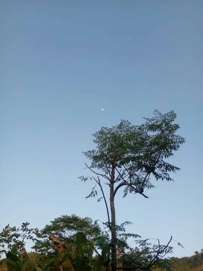 A Broadleaf Miniature Tree with Small Leaf Sizes Stock Photo - Image of ...