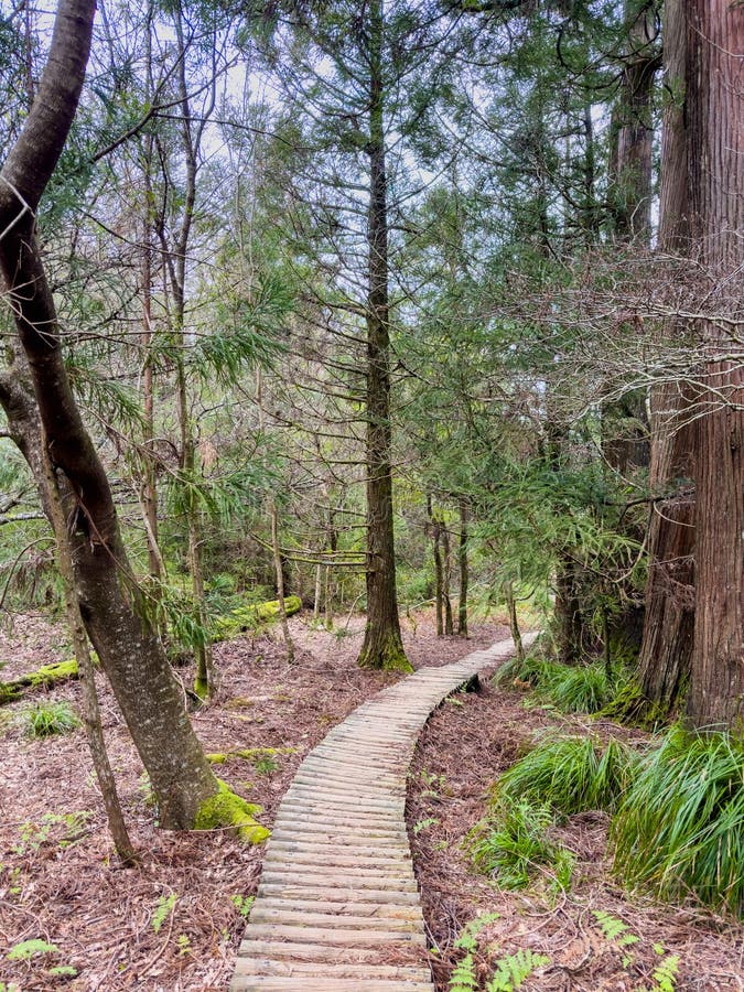 Broadleaf and Pine Forest on the Slopes of Table Mountain Stock Photo ...