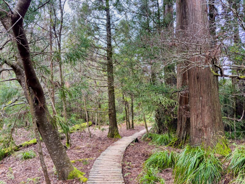 Broadleaf and Pine Forest on the Slopes of Table Mountain Stock Image ...