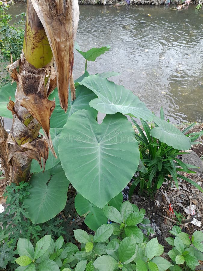 Broadleaf Plant by the River Stock Image - Image of broadleaf, river ...